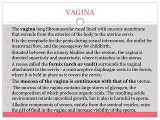 Female reproductive system | PPTX