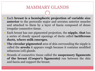 Female reproductive system | PPTX