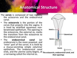 Female reproductive system | PPTX