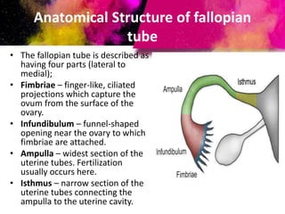 Female reproductive system | PPTX
