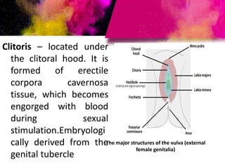 Female reproductive system | PPT