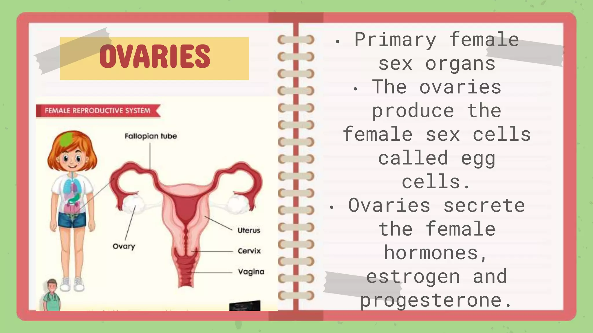 Female reproductive system | PPTX