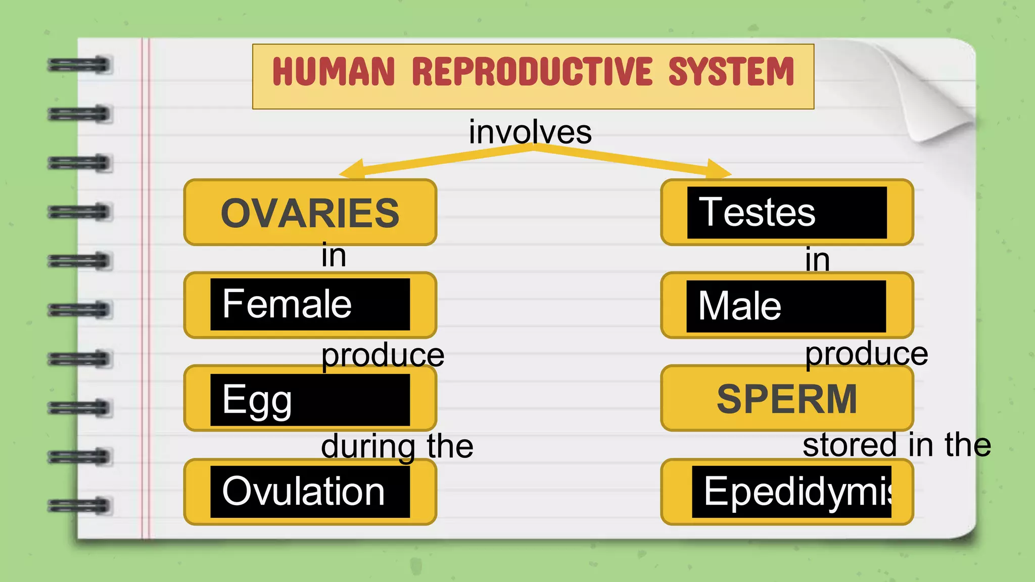 Female reproductive system | PPTX