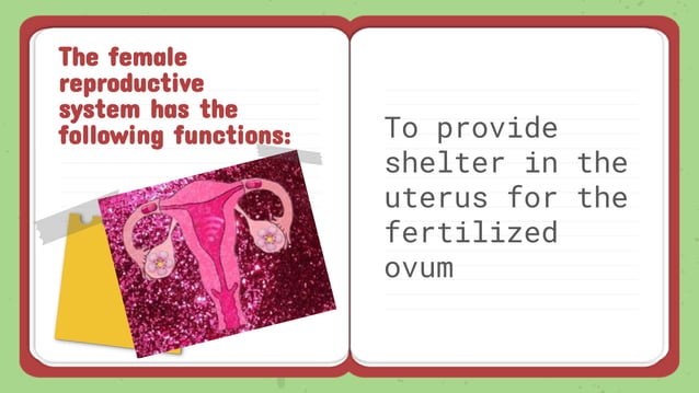 Female reproductive system | PPT