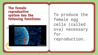 Female reproductive system | PPTX | Infertility | Reproductive Health