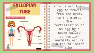 Female reproductive system | PPTX