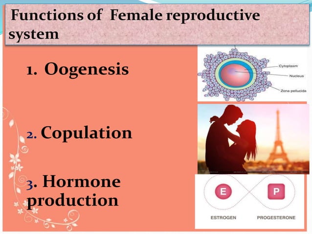 Female reproductive system | PPT