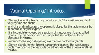 Female reproductive system | PPT