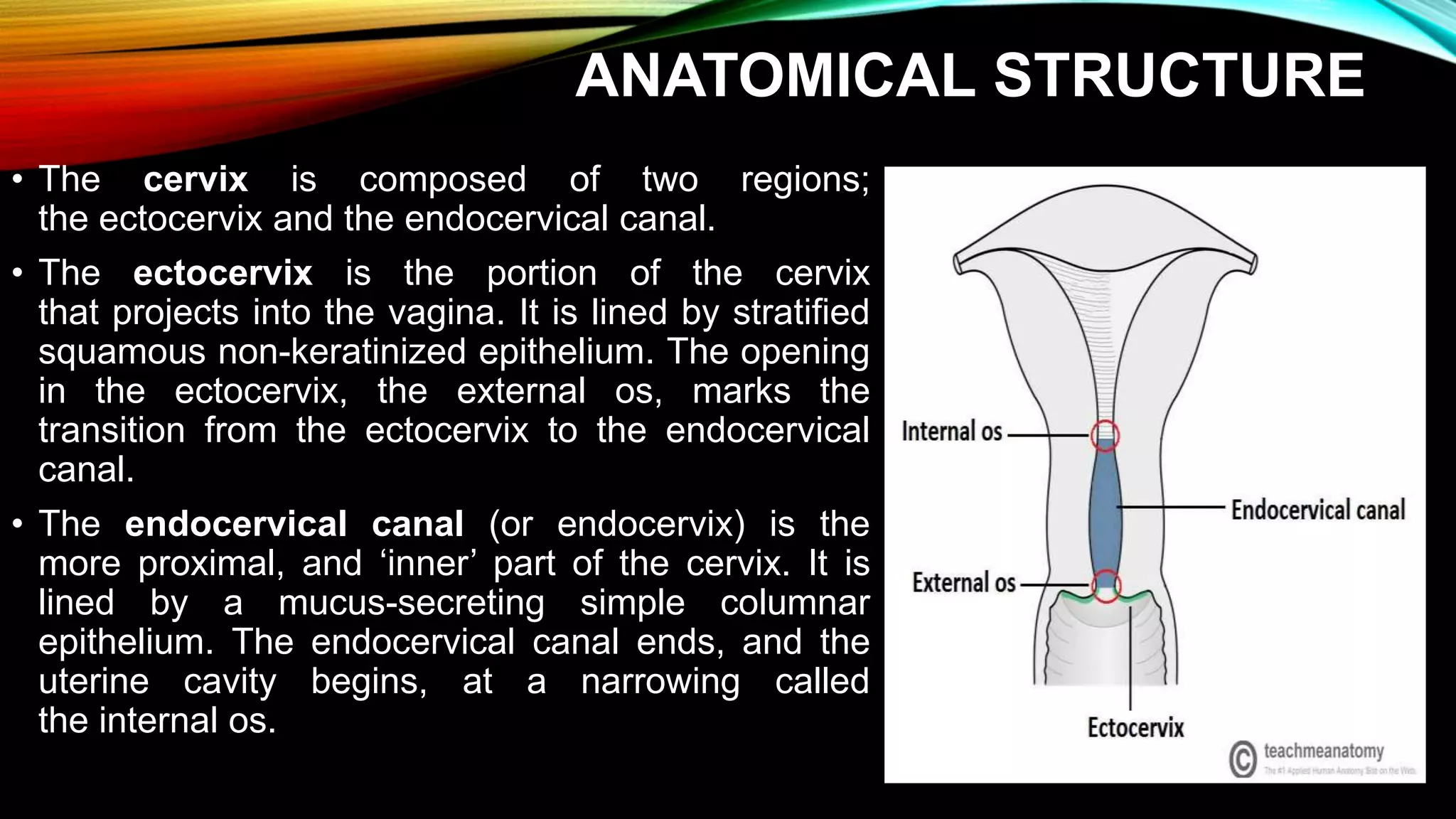 Female reproductive system | PPTX