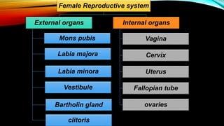 Female reproductive system | PPTX