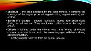 Female reproductive system | PPTX