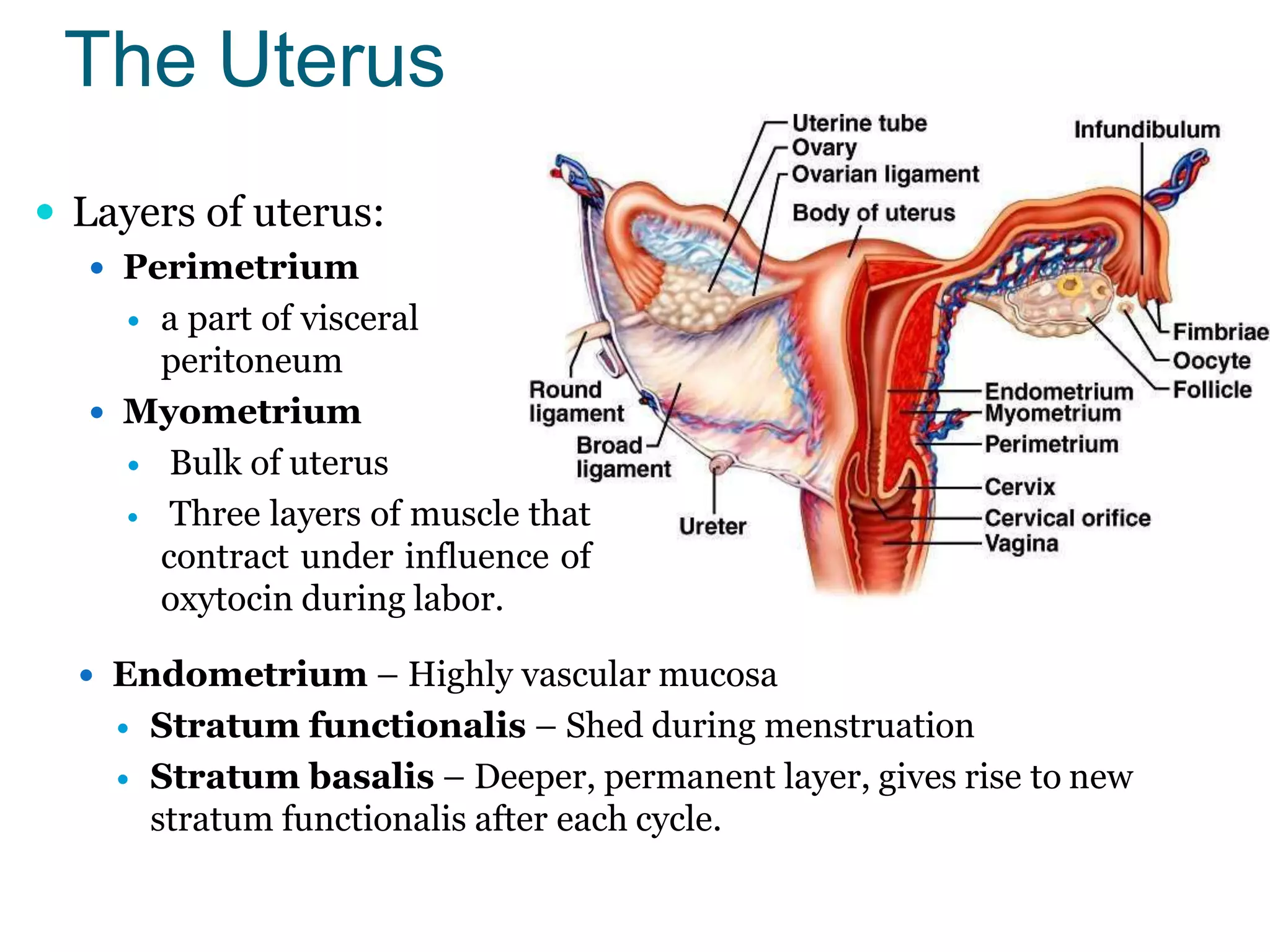 Female reproductive system | PPTX