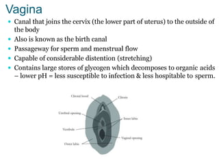 Female reproductive system | PPTX