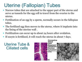 Female reproductive system | PPTX
