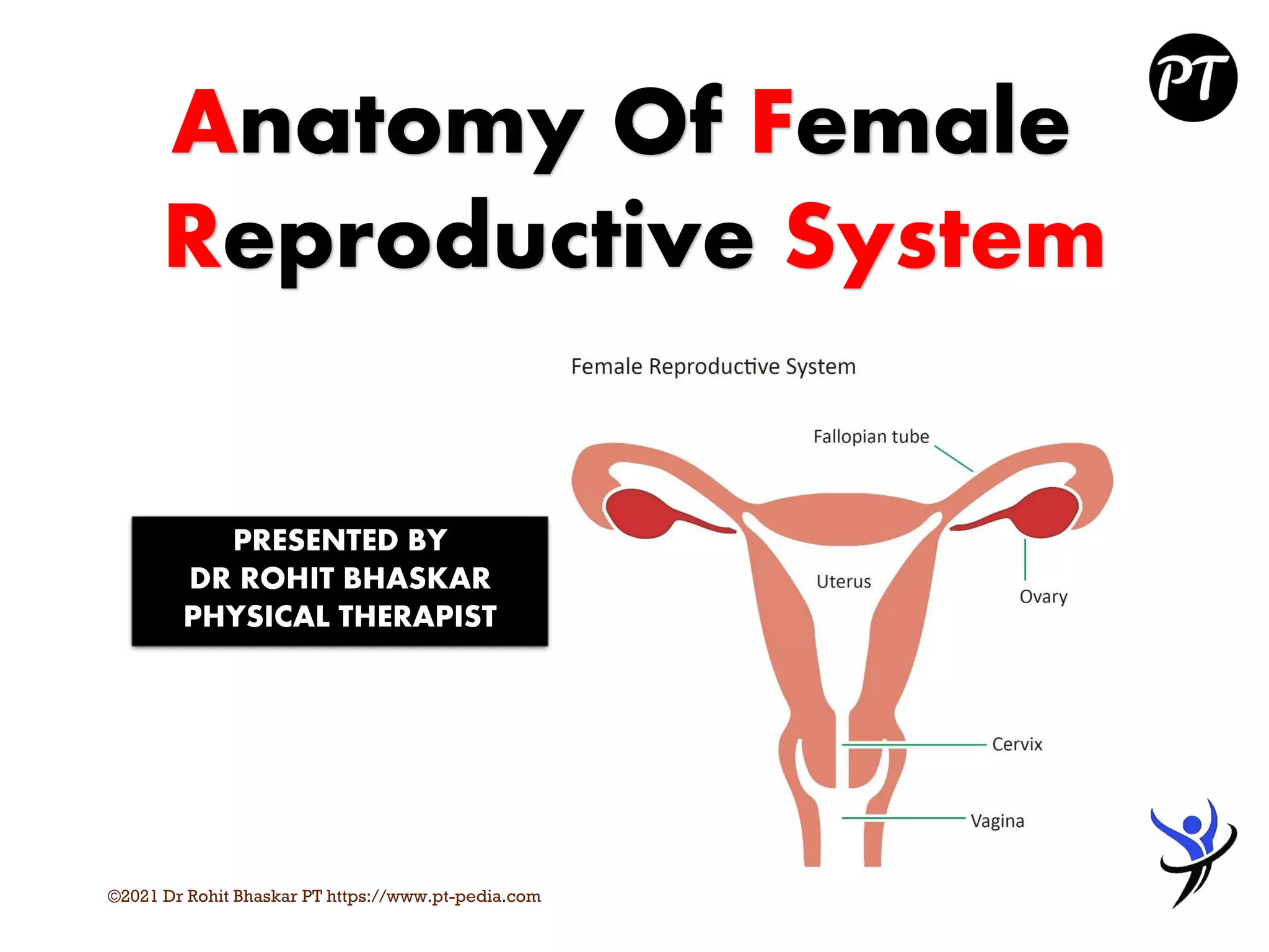 Female Reproductive System - Dr Rohit Bhaskar | PPT