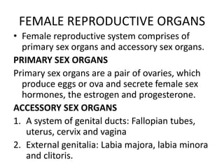 Female reproductive system | PPTX | Pregnancy | Reproductive Health
