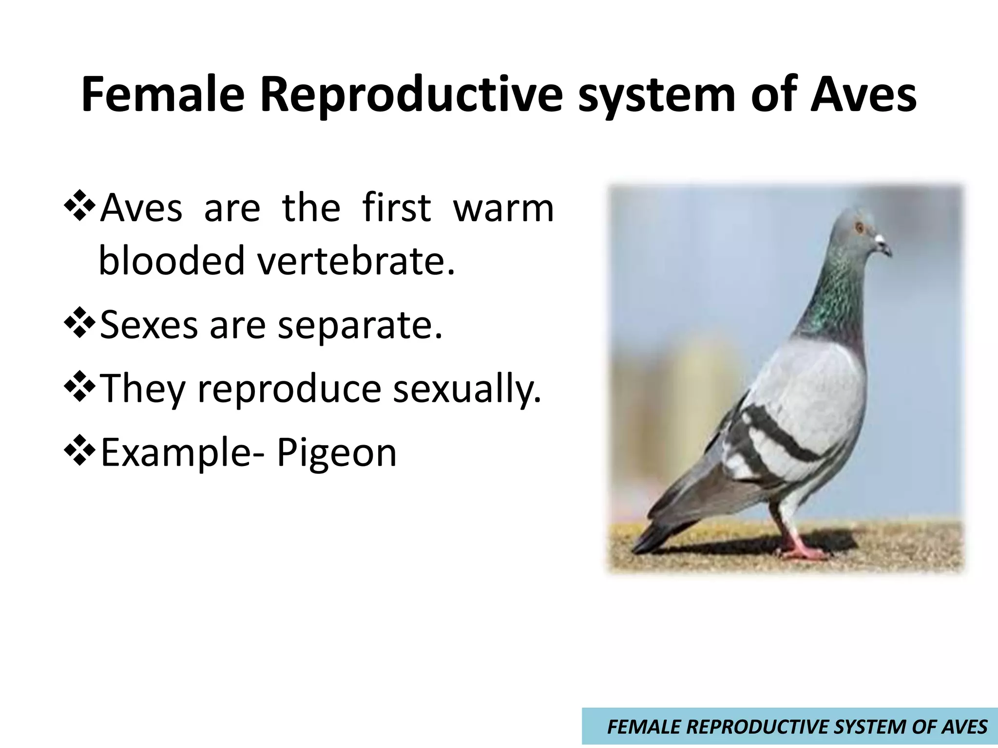 Female reproductive system of Birds, reptiles and mammals | PPTX