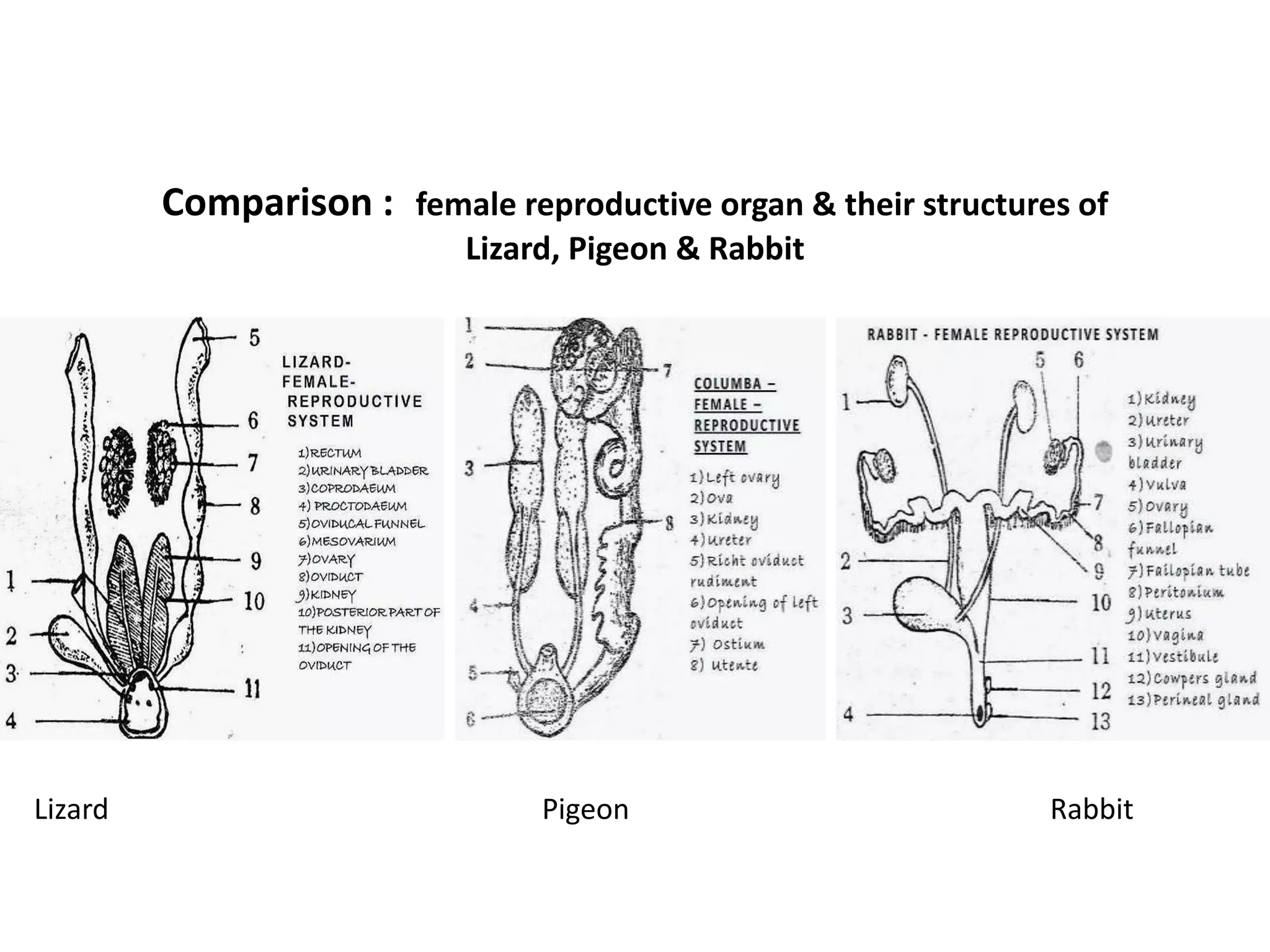 Female reproductive system of Birds, reptiles and mammals | PPTX