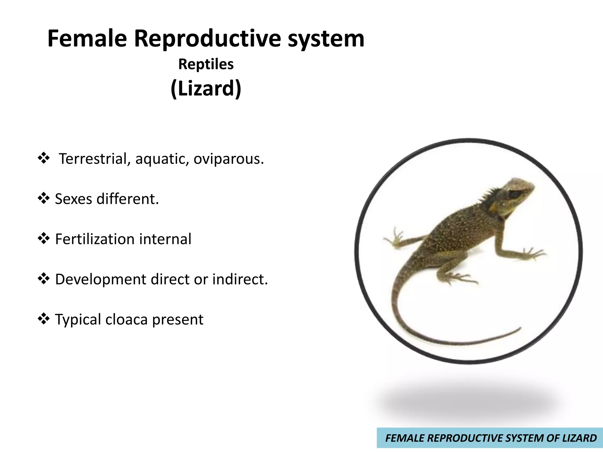 Female reproductive system of Birds, reptiles and mammals | PPTX