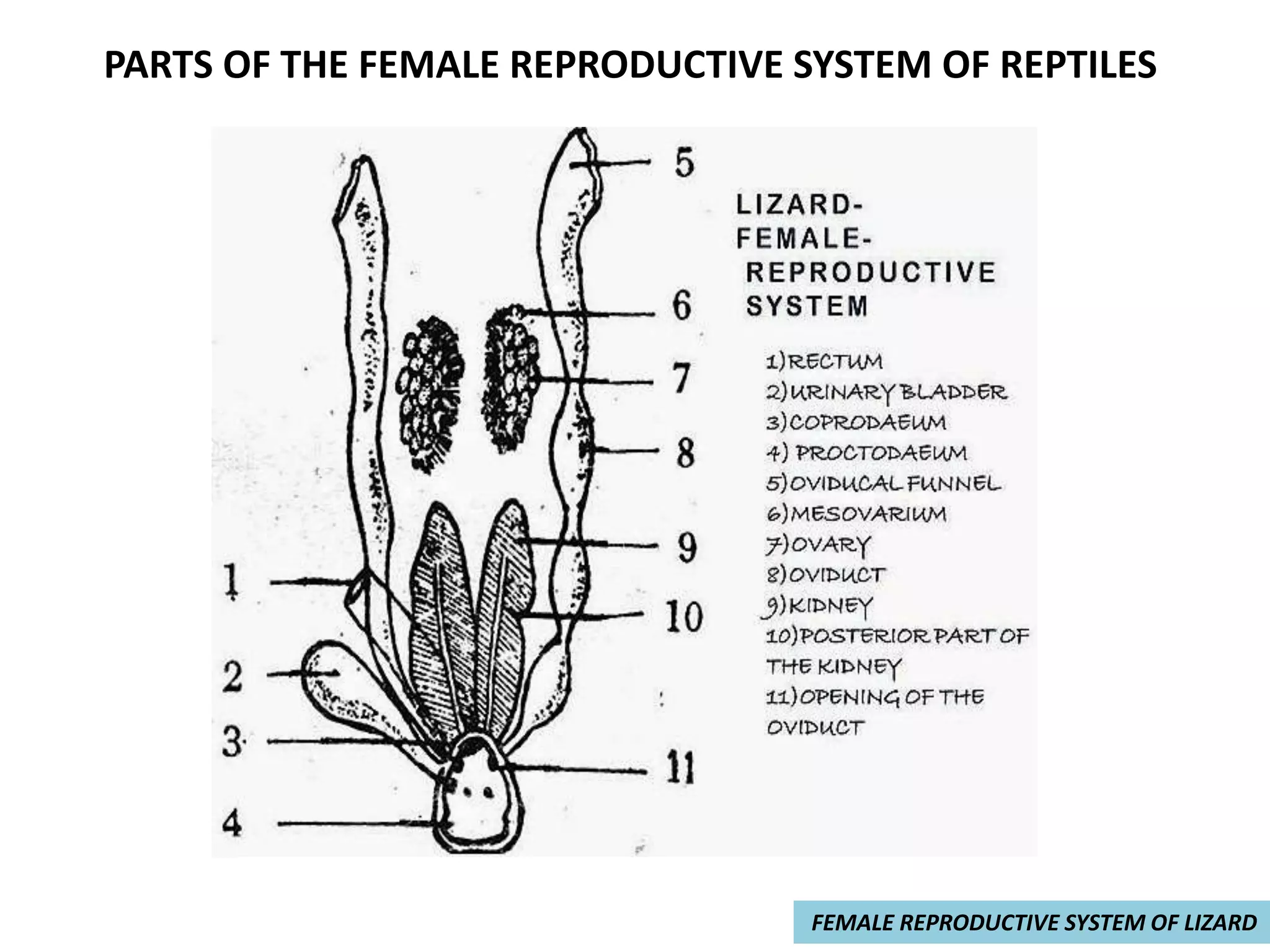 Female reproductive system of Birds, reptiles and mammals | PPTX