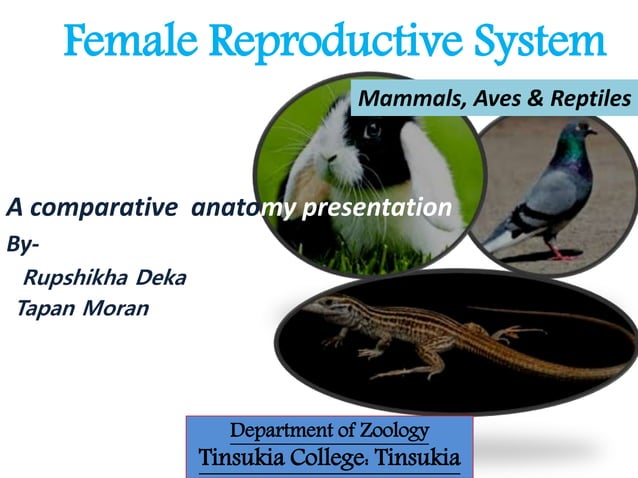 Female reproductive system of Birds, reptiles and mammals | PPTX