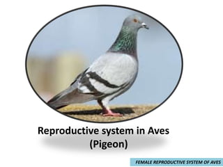 Female reproductive system of Birds, reptiles and mammals | PPTX