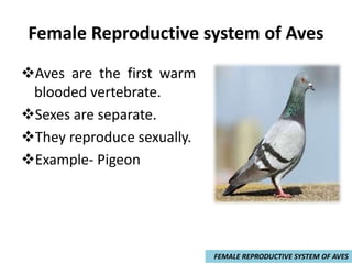 Female reproductive system of Birds, reptiles and mammals | PPTX