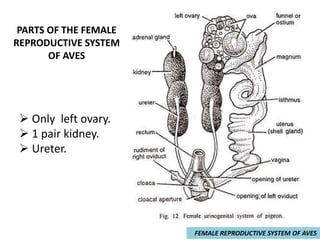 Female reproductive system of Birds, reptiles and mammals | PPTX