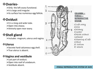 Female reproductive system of Birds, reptiles and mammals | PPTX