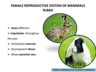 Female reproductive system of Birds, reptiles and mammals | PPTX