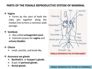 Female reproductive system of Birds, reptiles and mammals | PPTX