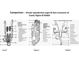 Female reproductive system of Birds, reptiles and mammals | PPTX