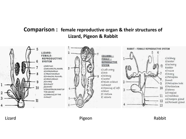 Female reproductive system of Birds, reptiles and mammals | PPTX