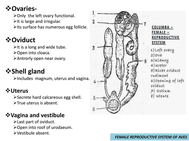 Female reproductive system of Birds, reptiles and mammals