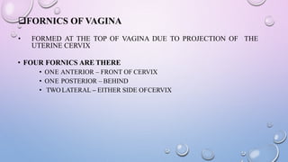 Female reproductive system | PPTX