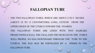 Female reproductive system | PPT