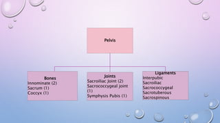 Female reproductive system | PPT