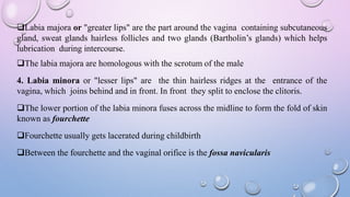 Female reproductive system | PPT