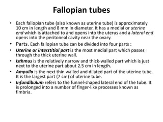 female reproductive system.pptx