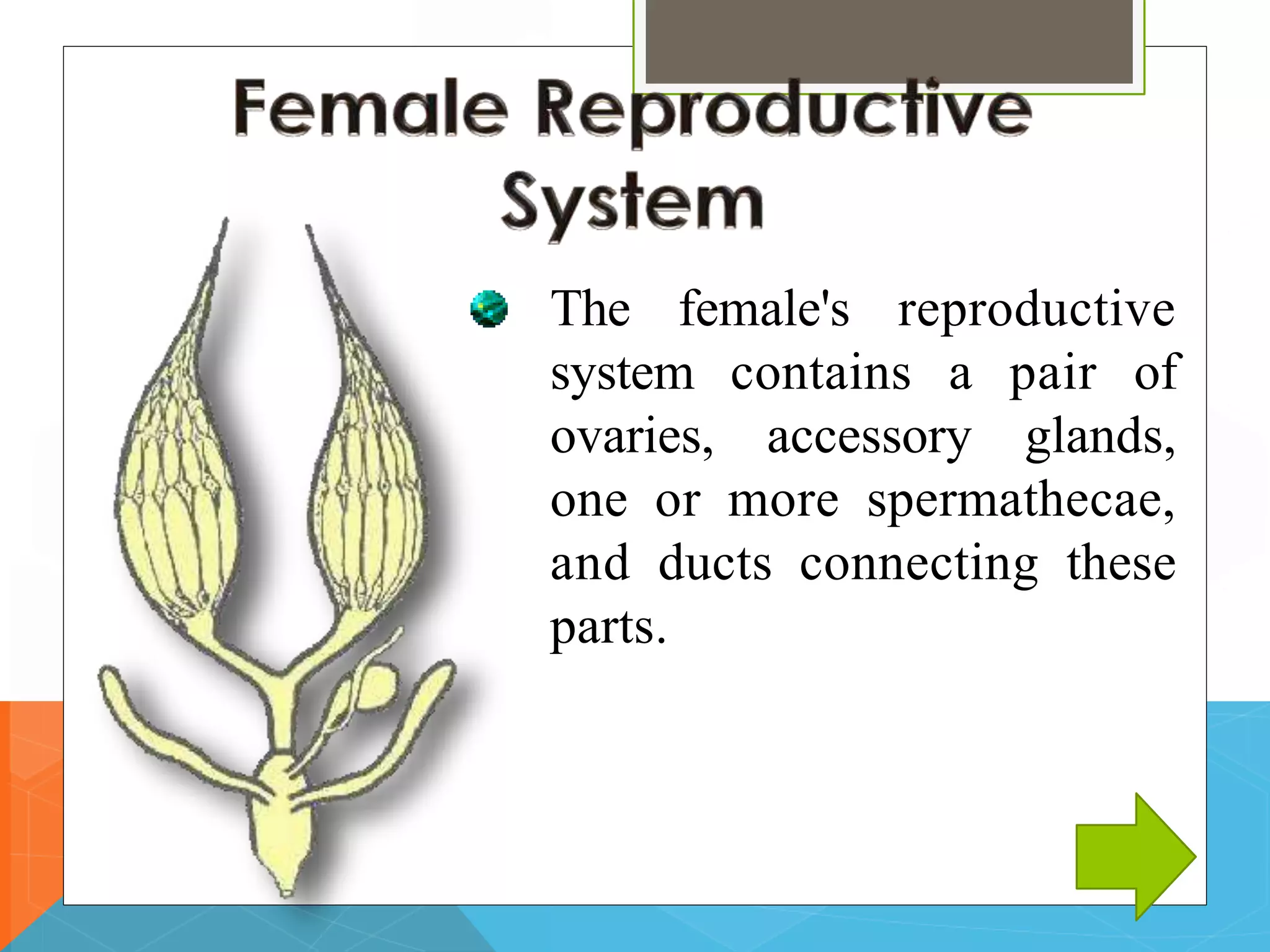 Female reproductive system.pptx