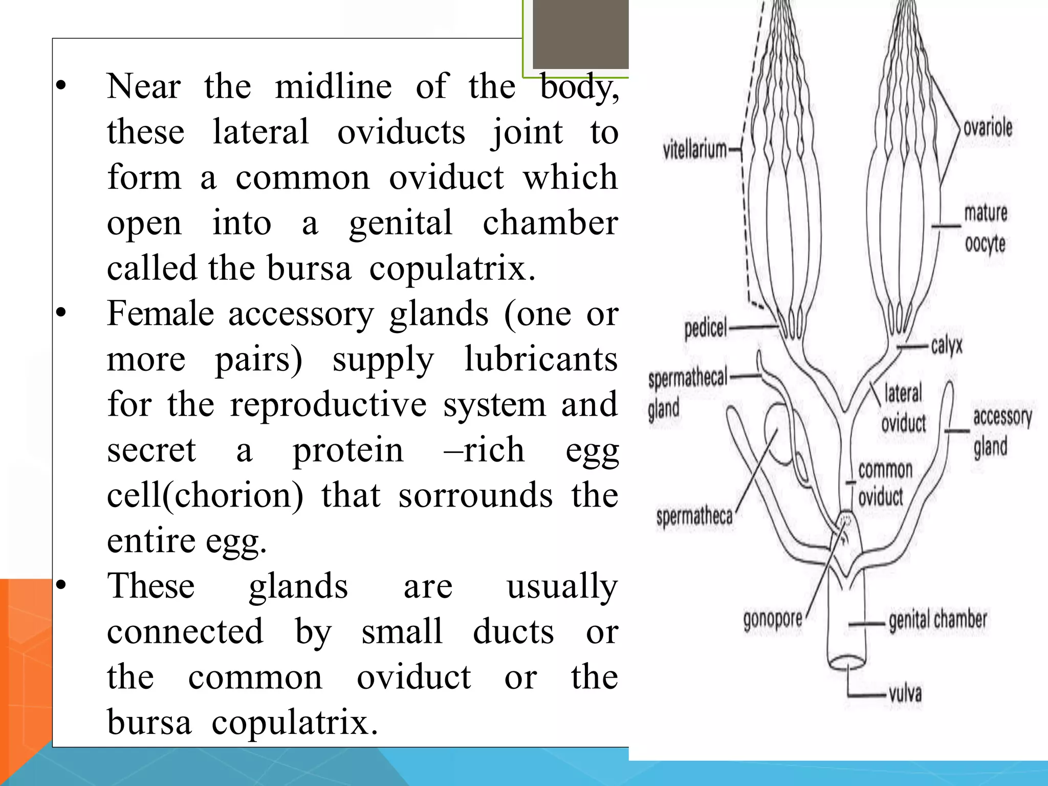 Female reproductive system.pptx