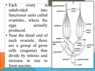 Female reproductive system.pptx