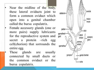 Female reproductive system.pptx