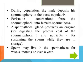 Female reproductive system.pptx