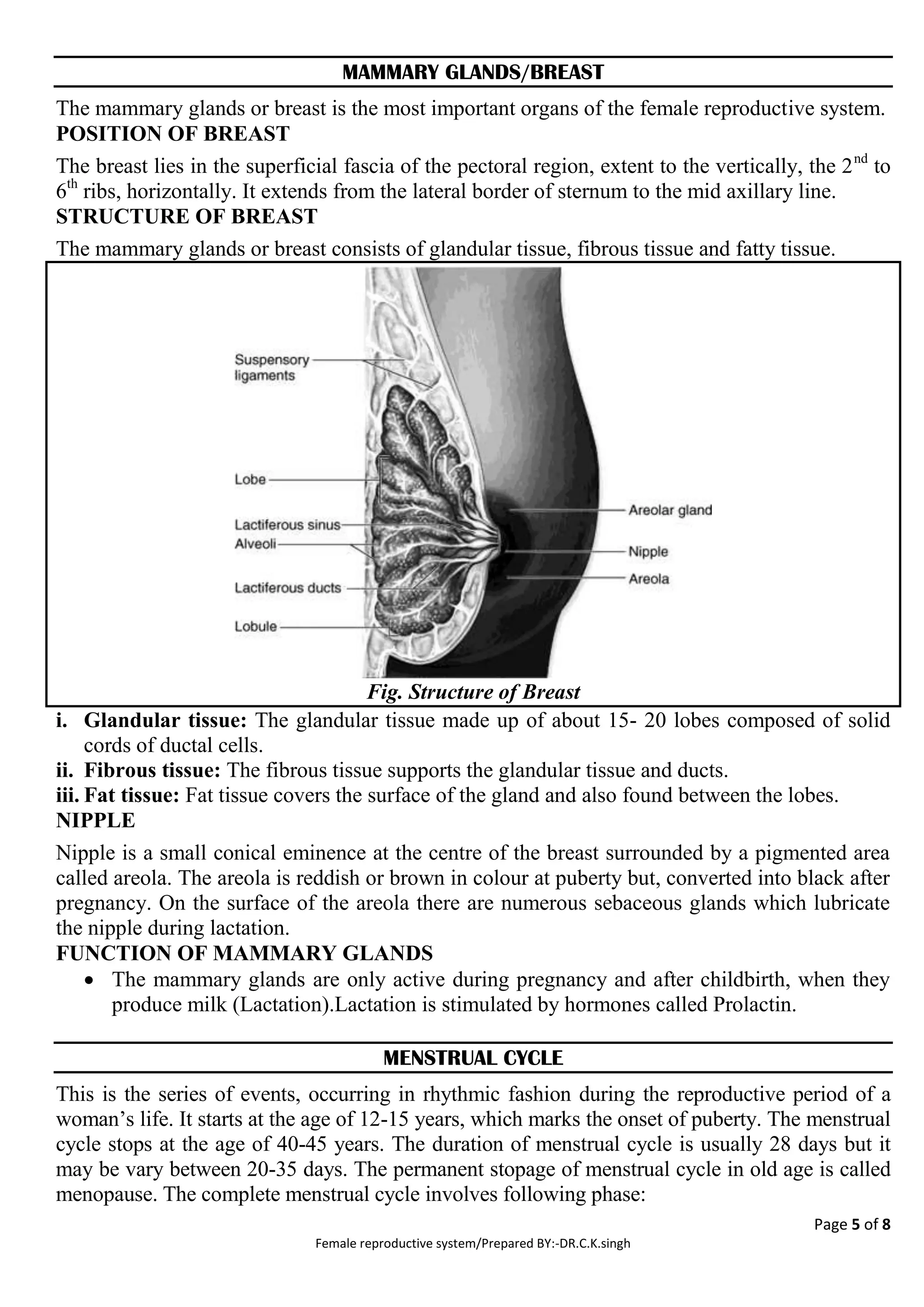 Female reproductive system.pdf