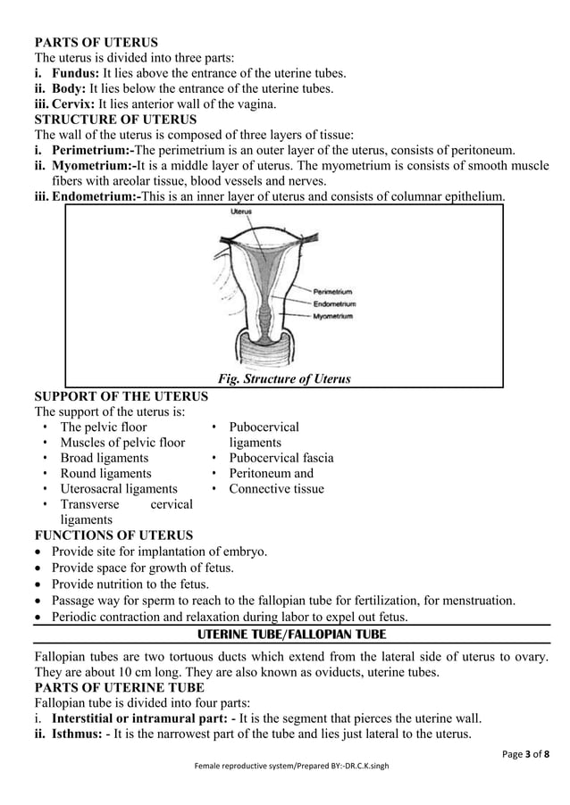 Female reproductive system.pdf