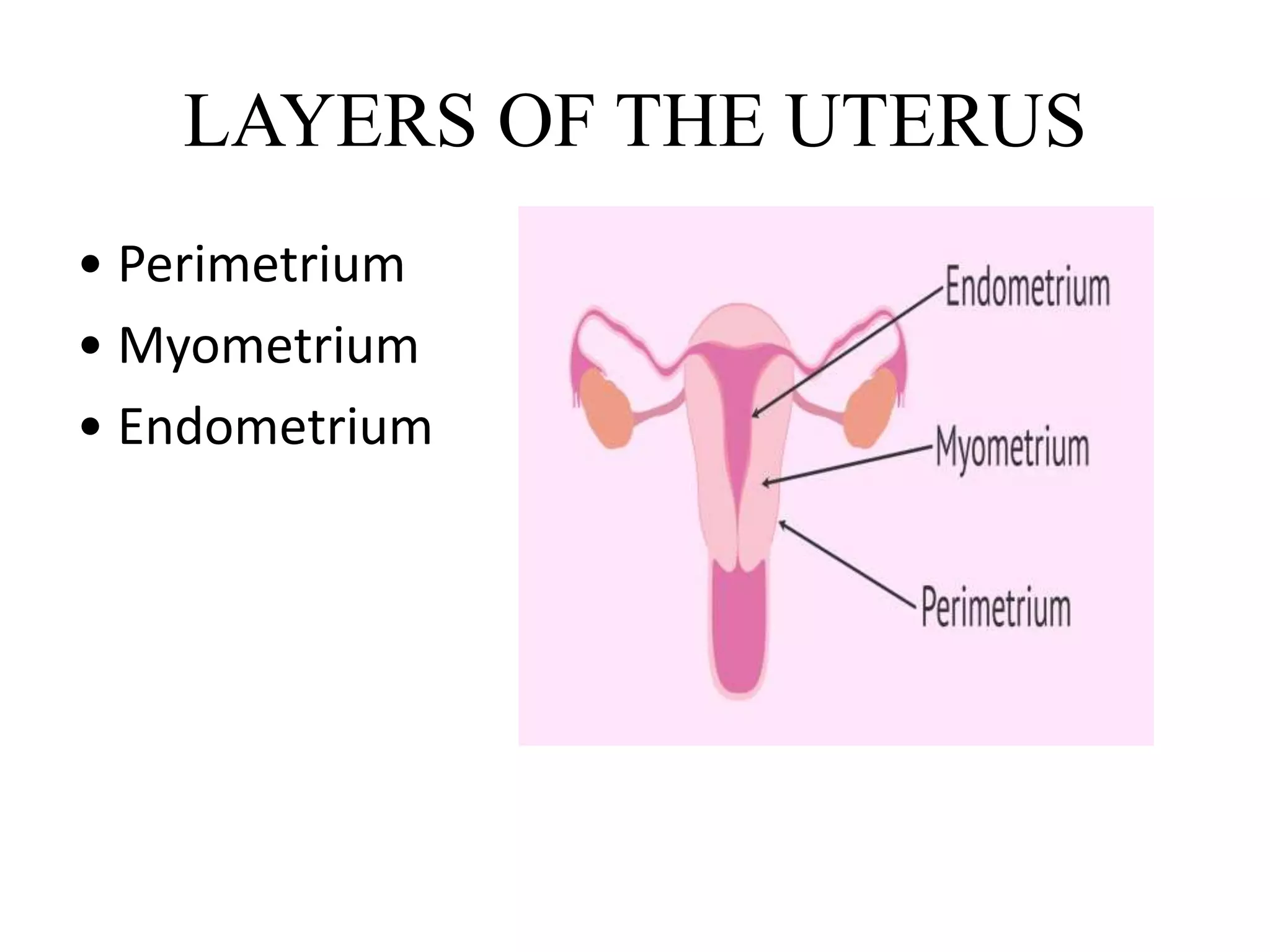 FEMALE REPRODUCTIVE SYSTEM.pptx