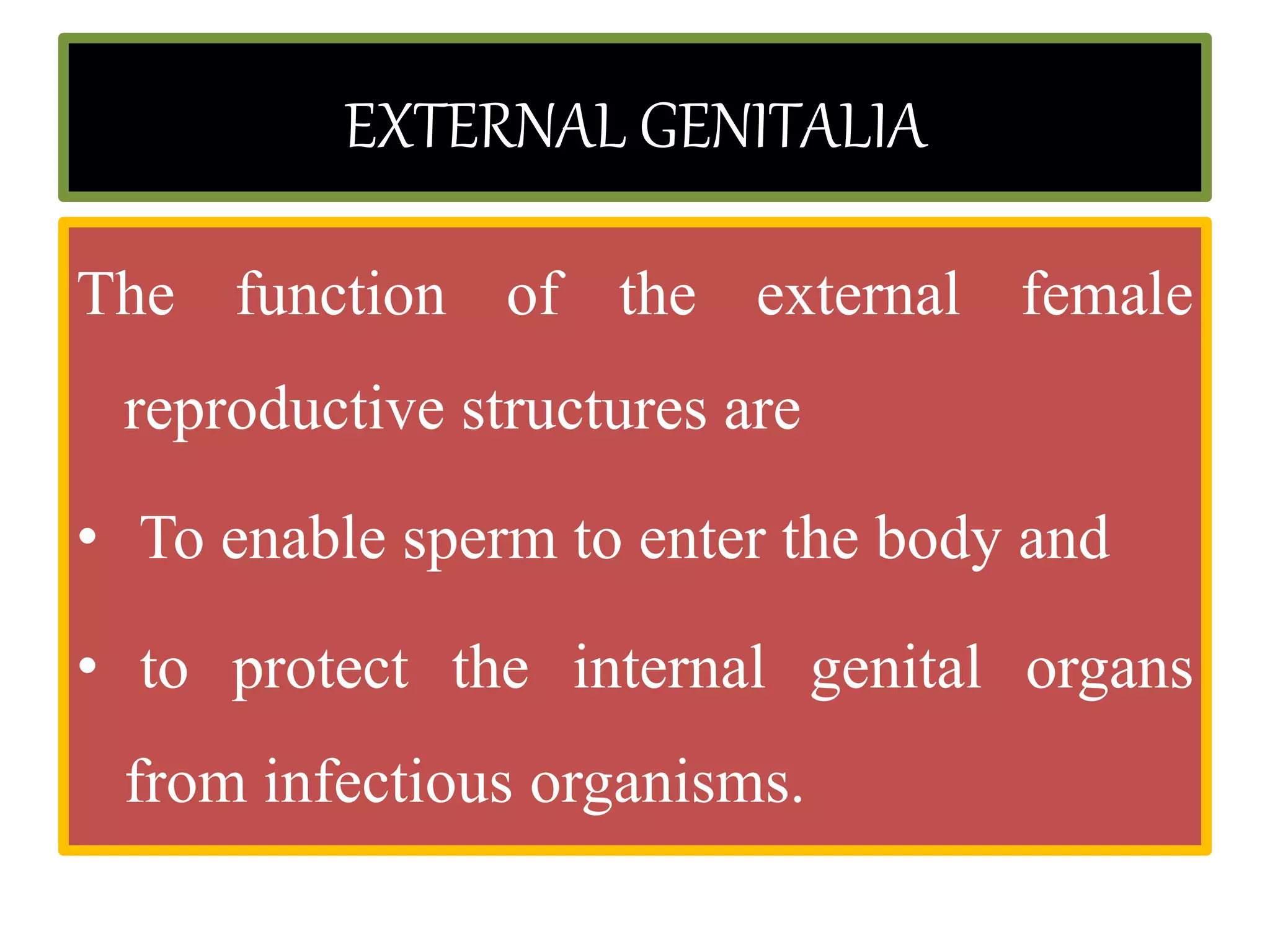 FEMALE REPRODUCTIVE SYSTEM.pptx