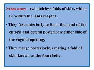FEMALE REPRODUCTIVE SYSTEM.pptx