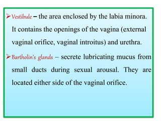 FEMALE REPRODUCTIVE SYSTEM.pptx